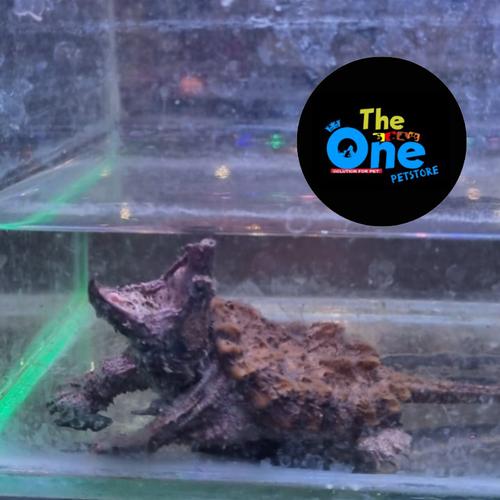 Jual Kura Kura Aligator Snapping Turtle AST - Kota Makassar - the one ...
