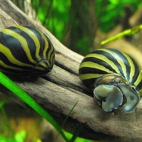 Jual keong turbo pemakan lumut | keong hias aquascape - Kota Bogor ...