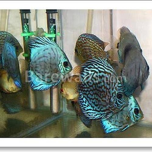 Jual discus diskus discuss blue turquoise | ikan hias aquascape - Kota ...