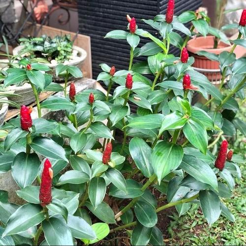 Jual tanaman hias Pacing pentul // Costus spicatus - Kab. Bogor - puspa ...