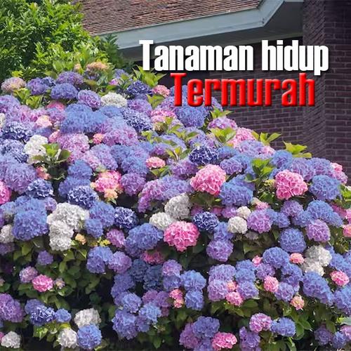 Jual Tanaman hias bunga hortesia pancawarna - Hortensia ungu - Kab ...
