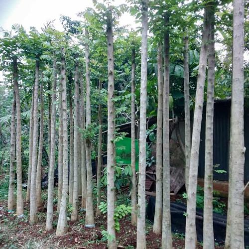 Jual pohon sepatu dea tinggi 4-5 meter. - Kota Depok - Ardaflora ...