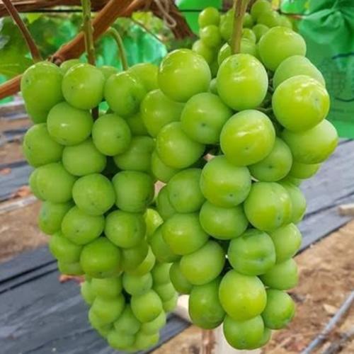 Jual Buah Anggur Shine Muscat Fresh Segar Import Tanpa Biji / Seedless ...