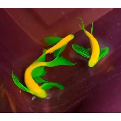 Jual danio zebra slayer real slayer - Kab. Tulungagung - Ikan_Hias ...