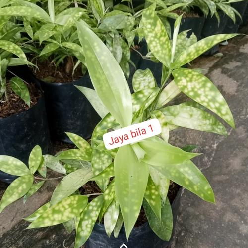Jual pohon bambu Jepang kuning mini - Kota Tangerang Selatan - jaya ...