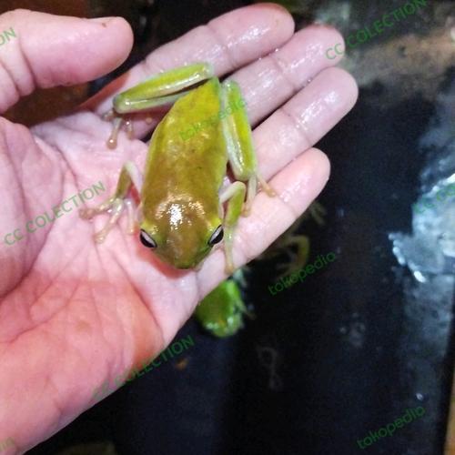Jual dumpy frog katak pesek bukan pacman toys mainan - Jakarta Barat ...