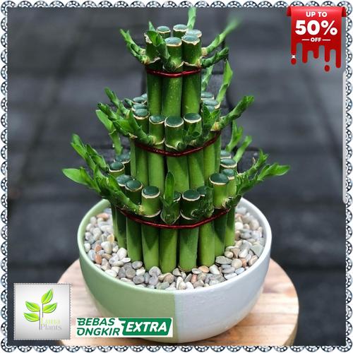 Jual bambu hoki mini - tanaman hias indoor - Kab. Bogor - LunaPlants ...