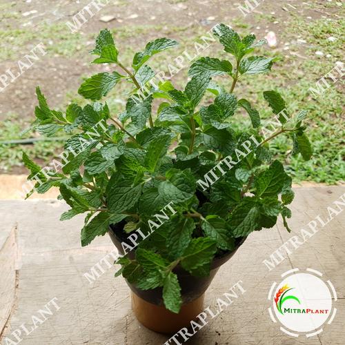 Jual Bibit Tanaman Daun Spearmint - Daun Mint - Menthol - Tanaman ...