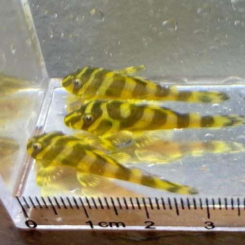 Jual pleco L134 leopard frog pleco - Kota Tangerang Selatan - eggspot ...