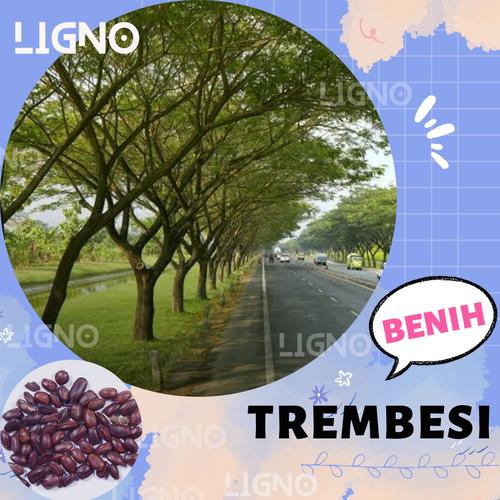 Jual Benih TREMBESI (isi-12) - Biji Pohon Samanea Saman Trambesi - Kab ...