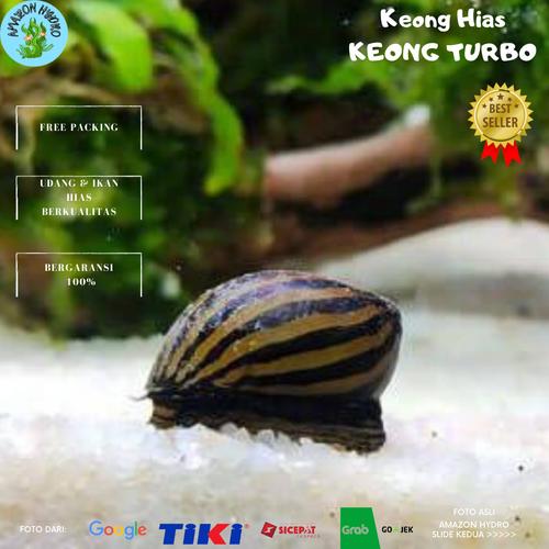 Jual KEONG TURBO keong hias Keong Pembersih keog Aquascape keong air ...