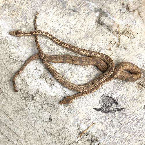 Jual Mono Pohon - Candoia Carinata - bukan panana tegu ball python ...