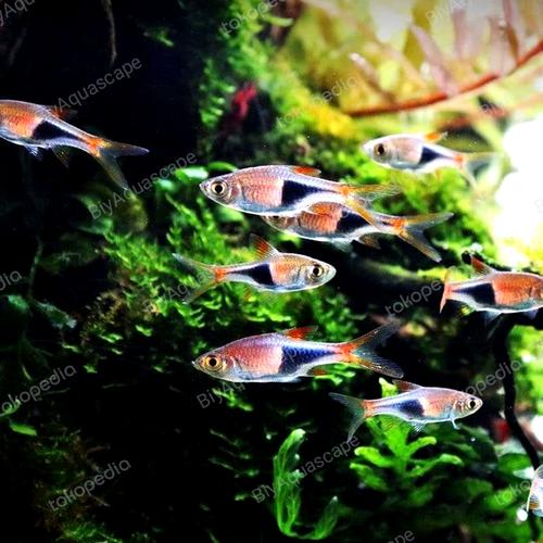 Jual IKAN HIAS RASBORA HARLEQUIN / IKAN AQUASCAPE RASBORA HARLEQUIN ...