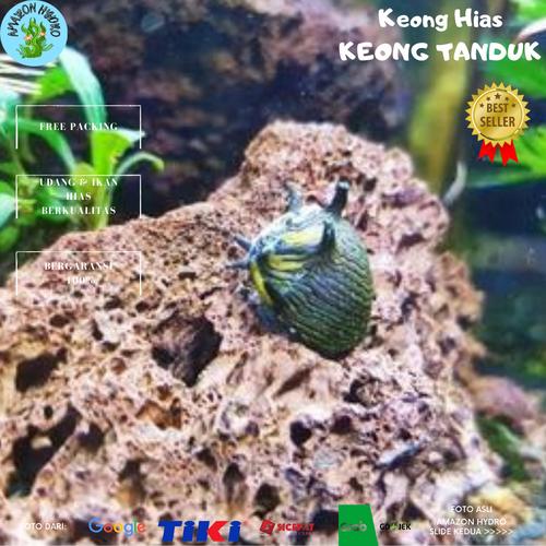 Jual Keong Hias KEONG TANDUK/HORNED SNAIL keong hias keong aquascape ...