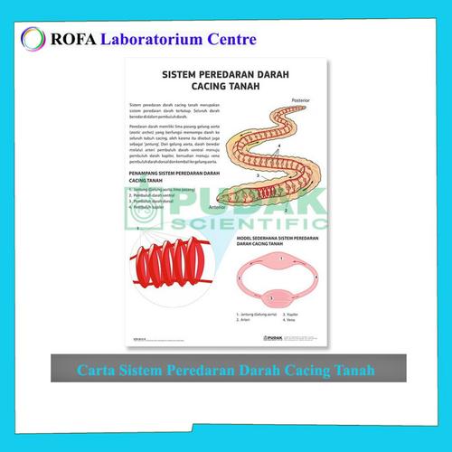 Jual Carta Sistem Peredaran Darah Cacing Tanah Carta Biologi Carta IPA ...