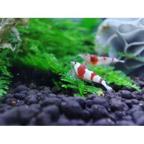 Jual PRL / PBL Low Entry Pure Red / Black Line Original Jepang - Pure ...
