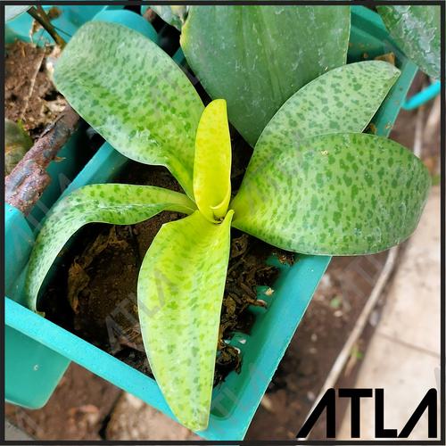 Jual Tanaman Hias Lidah Katak Variegata Daun Bunga Drimiopsis Kirkii ...
