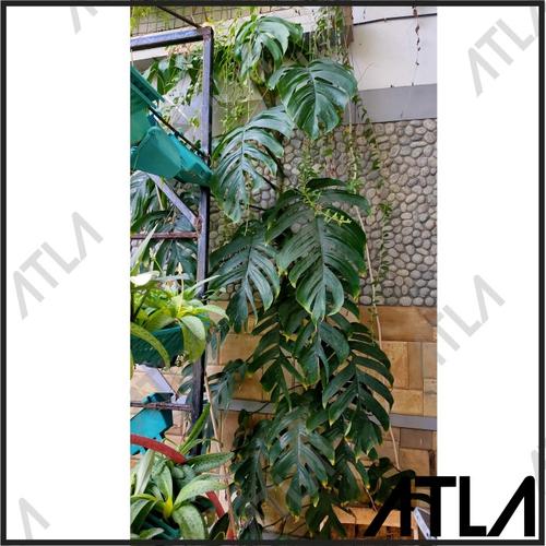 Jual Daun Ekor Naga Bibit Tanaman Hias Hidup Monstera Epipremum ...
