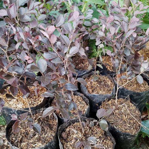 Jual Tanaman serut merah loropetalum chinense bahan bonsai - Kab ...