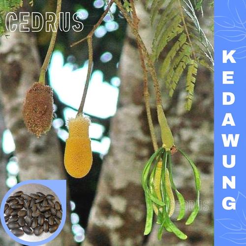 Jual Benih KEDAWUNG (isi-11) - Biji Pohon Kedaung - Kota Bandung ...