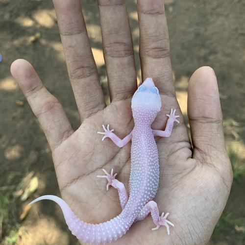 Jual leopard gecko poss wy super snow raptor(universe albino) - Kab ...
