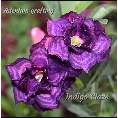 Jual Adenium bunga tumpuk "Indigo glaze" - Kab. Bogor - yanflora ...