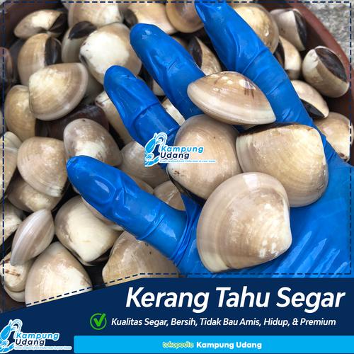 Jual PROMO White Clam/Kerang Tahu/Kerang Kepah Seafood/Kerang Laut ...