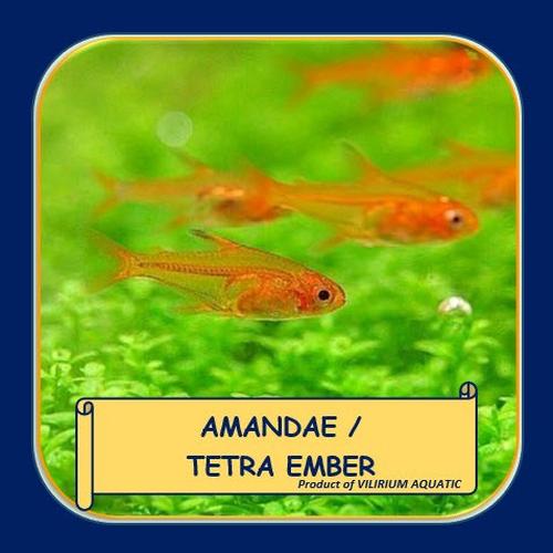 Jual IKAN HIAS AIR TAWAR - AMANDAE / EMBER TETRA / TETRA API - Jakarta ...