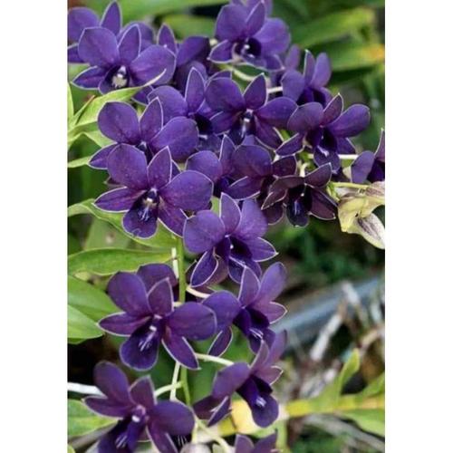 Jual Anggrek Dendrobium Bidadari Biru Sudah dewasa - Kab. Bogor ...