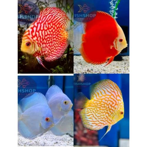 Jual Paket Discus / Hiasan aquarium Varian Ukuran isi 4 ekor - 1 cm ...