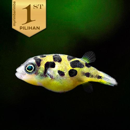 Jual Mini Puffer Fish Ikan Hias Aquascape Hiasan Aquarium Tanaman Air ...