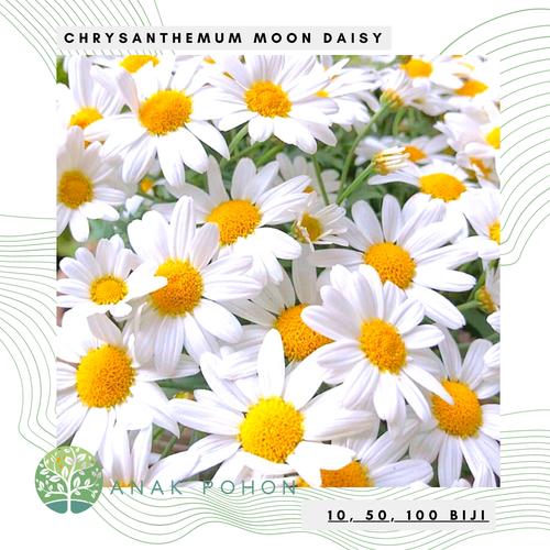 Jual Benih / Bibit Bunga Chrysanthemum Moon Daisy Flower Seeds - IMPORT ...