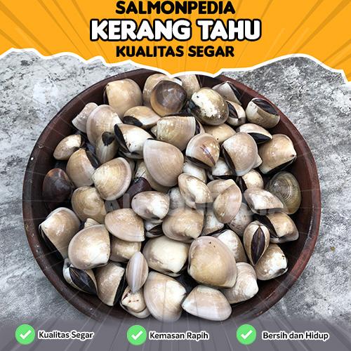 Jual READY Kerang Tahu SEGAR/Kerang Kepah/White Clam Seafood 500gr ...
