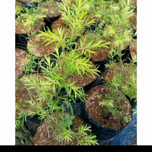 Jual Bibit Tanaman Babylon Willow | Liang Liu Pohon Penghijauan Indah ...