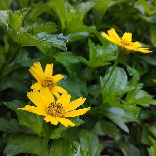 Jual Daun seruni atau daun wedelia segar 500 gram - Kab. Bandung Barat ...