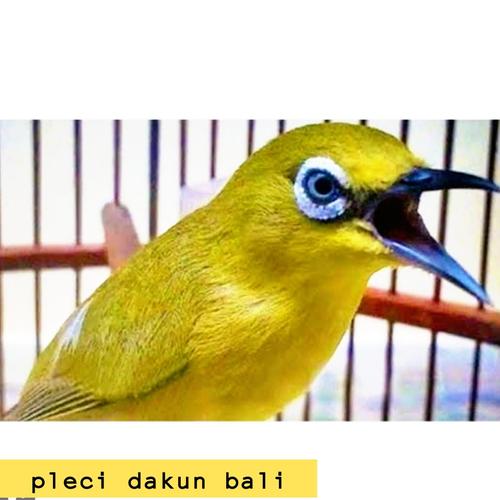 Jual burung pleci dakbal dakun bali pilihan - Jakarta Barat - Zaini ...
