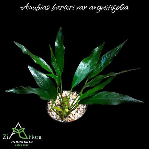 Jual anubias barteri var nana angustifolia-tanaman hias/paludarium ...