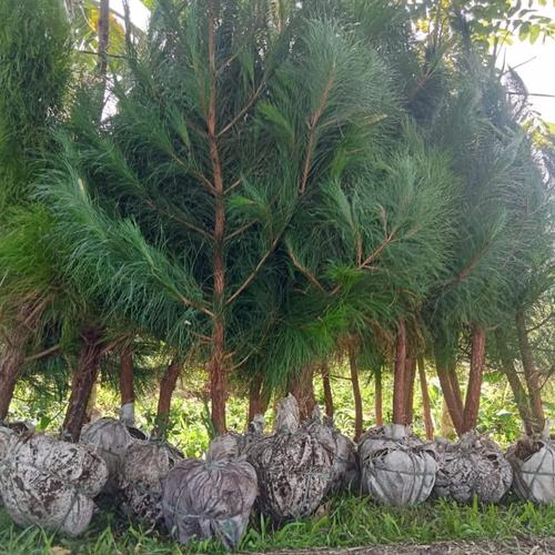 Jual pohon cemara pinus tinggi 3 meter - Kab. Bogor - khanzatamn ...