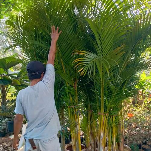 Jual tanaman palm kuning pohon palem kuning tinggi 2 meter - Kab. Bogor ...