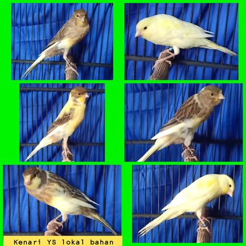 Jual Burung kenari Yorkshire lokal bahan jumbo - Jakarta Barat - Zaini ...