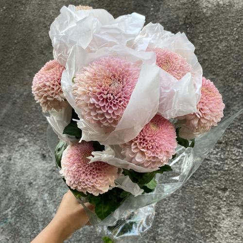 Jual Bunga Gompi pink segar satu ikat - Jakarta Barat - Florist JKT ...