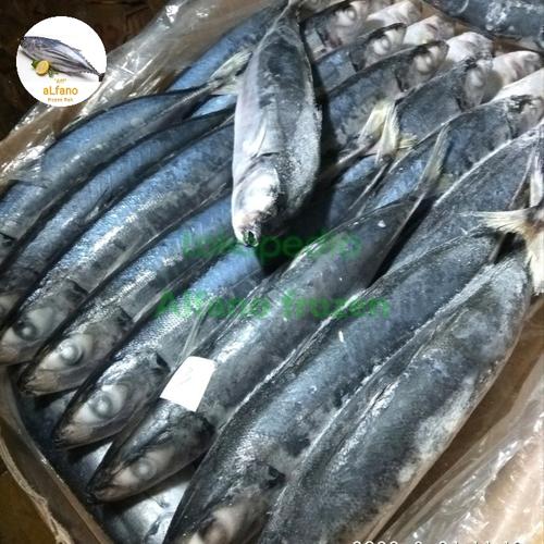 Jual ikan layang jumbo/mala lugis per 1 kg isi 3-4 ekor - Jakarta Utara ...