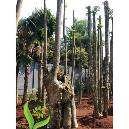 Jual Pohon Pule Putih Fosil Berkarakter Unik Dan Berdiameter Besar ...
