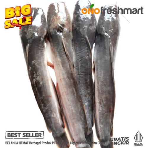 Jual Ikan Lele Segar /Lele Hidup/Potong Mulut/Bersih/Lele Kuning/Lele ...