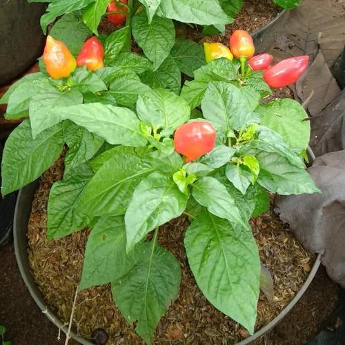 Jual Tanaman Pohon Cabe Rawit Merah Bulet/Pohon Cabai Rawit Merah Bulat ...