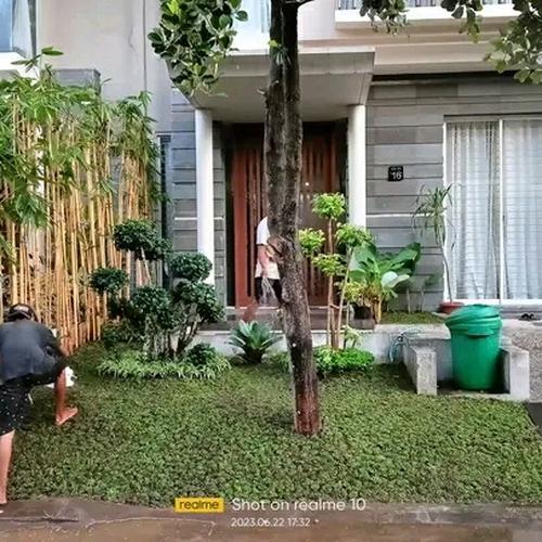 Jual contoh taman rumput gajah mini +bonsai mikro+pohon bambu kuning ...