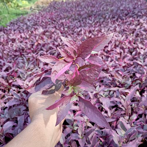 Jual tanaman list taman tanaman bayam merah / tanaman erva / erfa ...