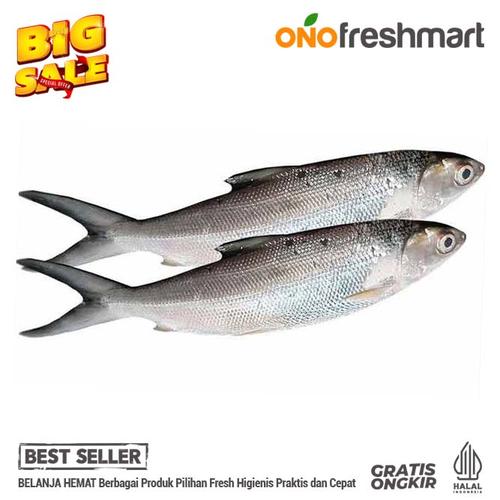 Jual Ikan Bandeng Segar/Bandeng Kuning/Bandeng Presto/Bandeng Fresh ...