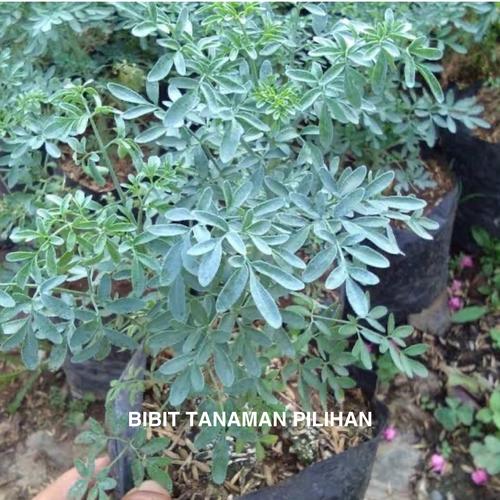 Jual Bibit daun inggu tanaman herbal obat godong minggu ingu anruda ...