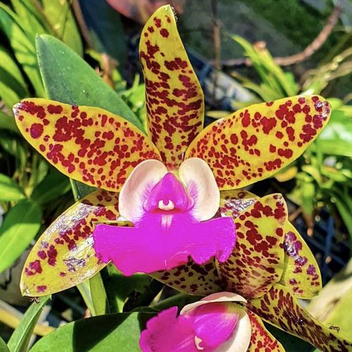 Jual Anggrek Ratsima Spots - CATTLEYA IMPORT Bumi Orchids mericlone ...